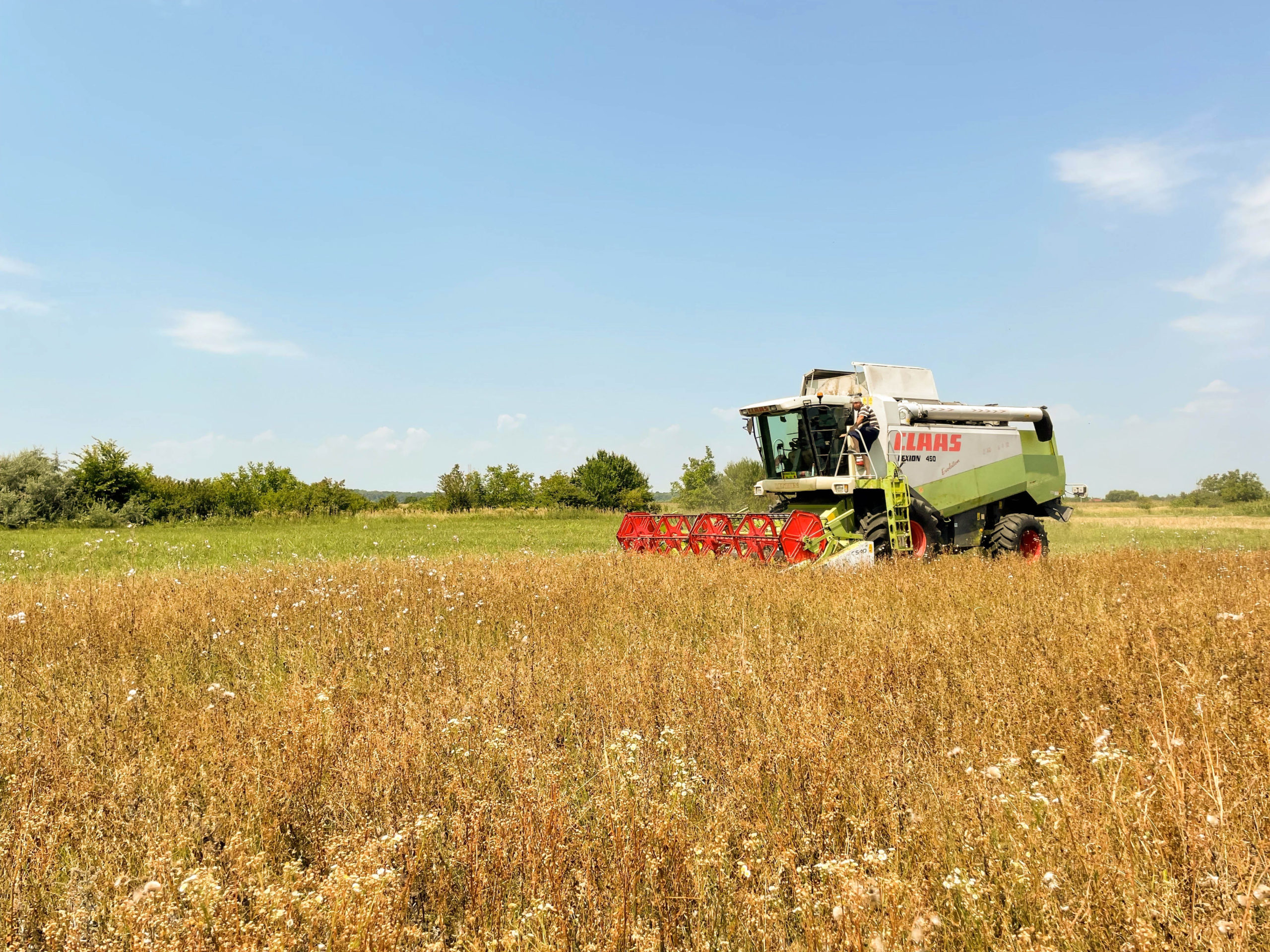 Start campanie recoltare sămânță de lucernă 2022 - Sămânță Lucernă ...